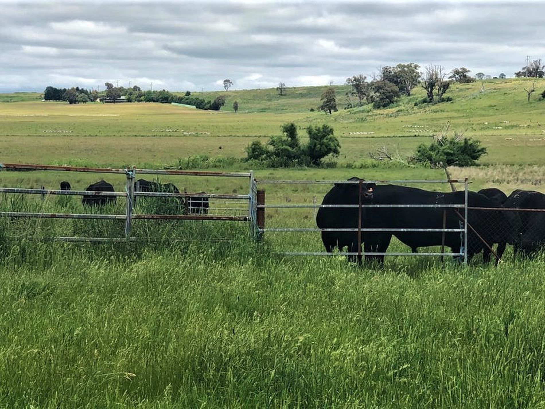 4397 Mitchell Highway, Orange, NSW | AWN Livestock and Property