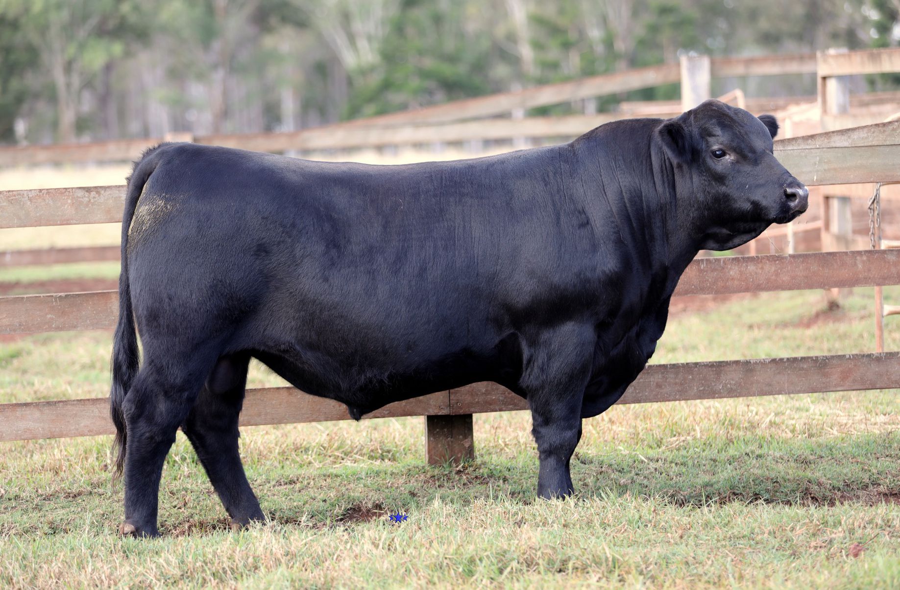 Ruby Ridge Steel S27 | Aussie Land & Livestock