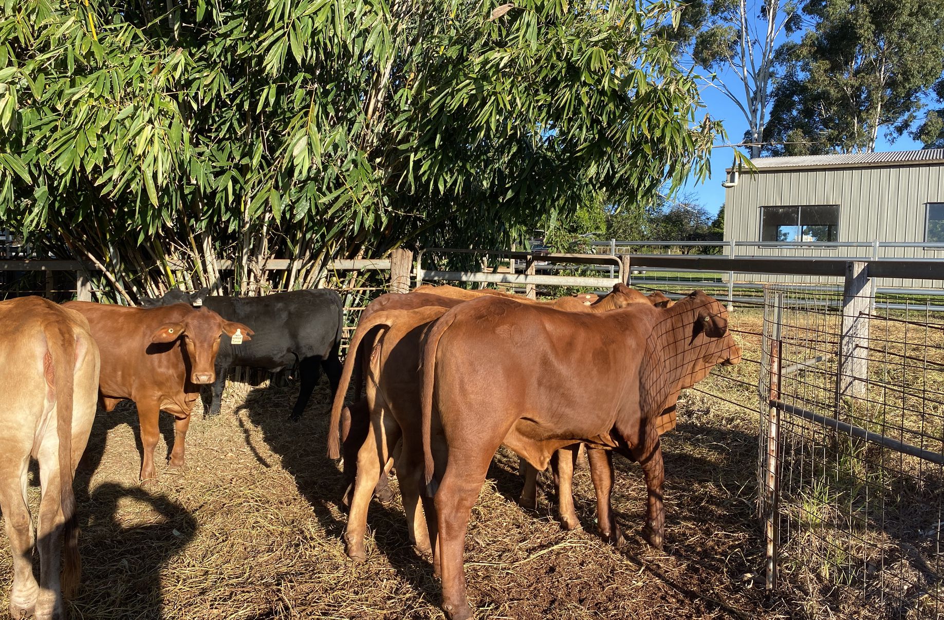 PRIVATE SALE | Aussie Land & Livestock