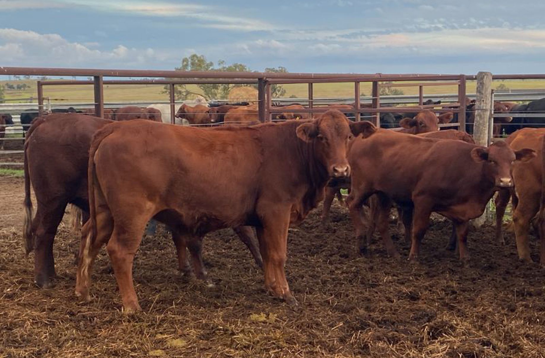 PRIVATE SALE | Aussie Land & Livestock