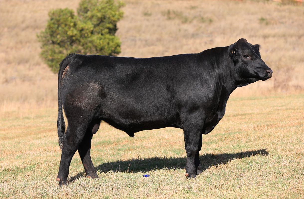 Real Estate Agent Kingaroy | Aussie Land & Livestock