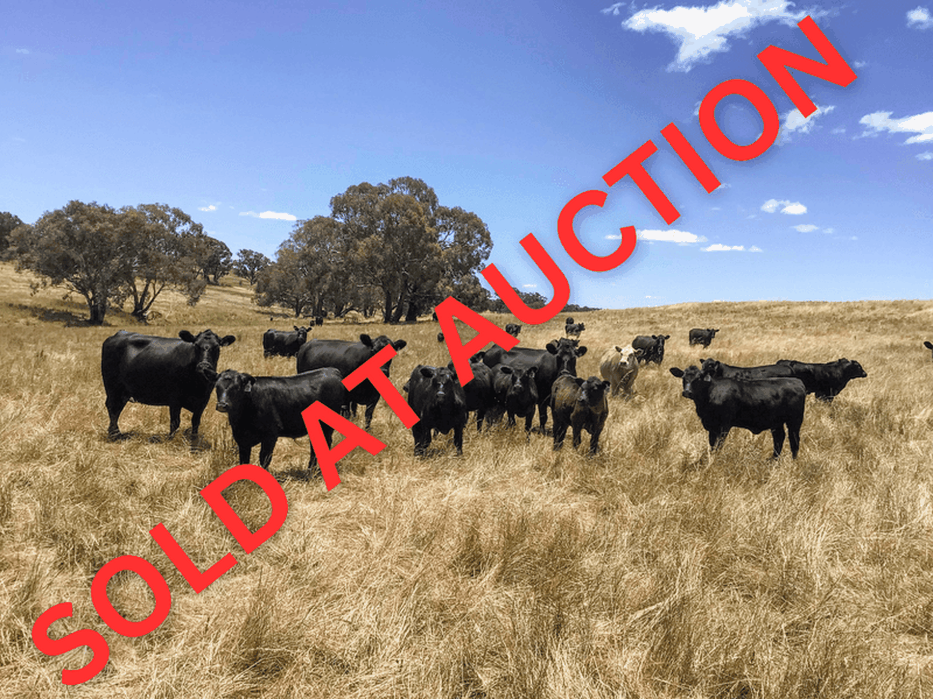Lot 101 Strathmore Lane, Molong, NSW | AWN Livestock and Property